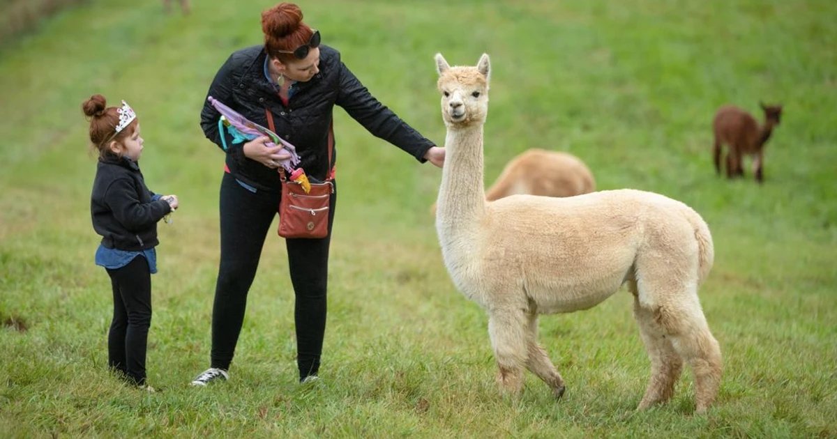 Alpacas Of The Heartland: Top-Rated Alpaca Farm Experience Near Omaha